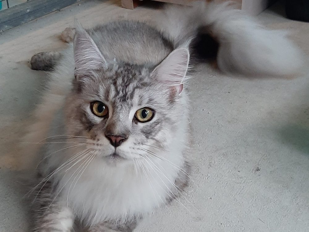 Bowen Pet Motel – Boarding Kennels and Cattery in Bowen