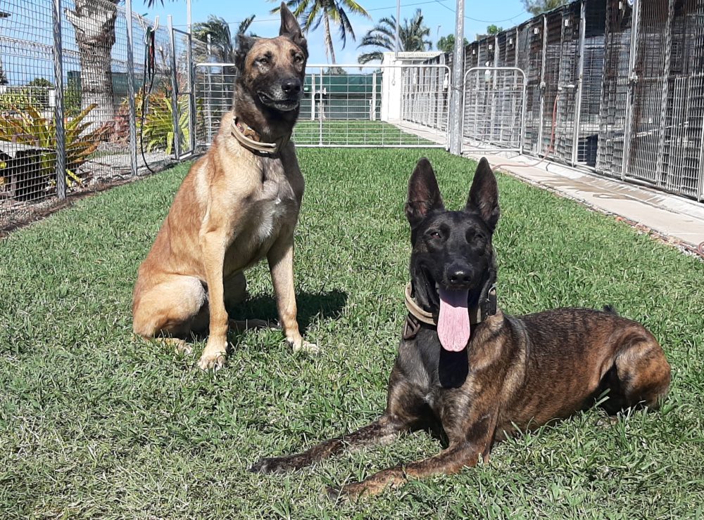 Bowen Pet Motel – Boarding Kennels and Cattery in Bowen